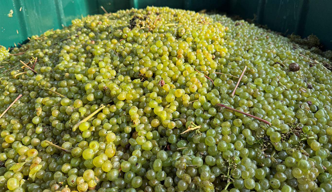 Vintage 2025 | Yering Station, Yarra Valley